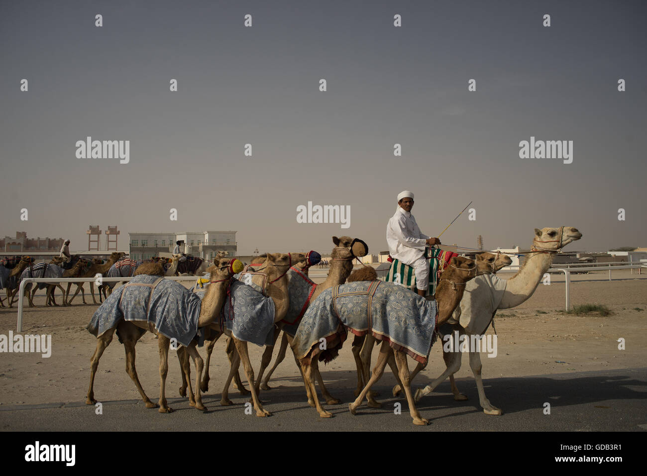 Preparing for a big race at the camel racing track, Al Shahiniya, north ...
