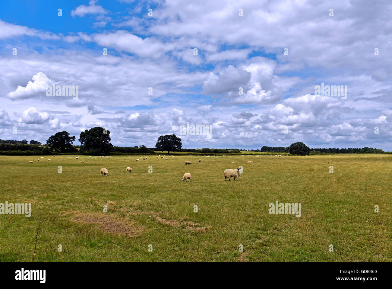 Dereham norfolk hi-res stock photography and images - Alamy