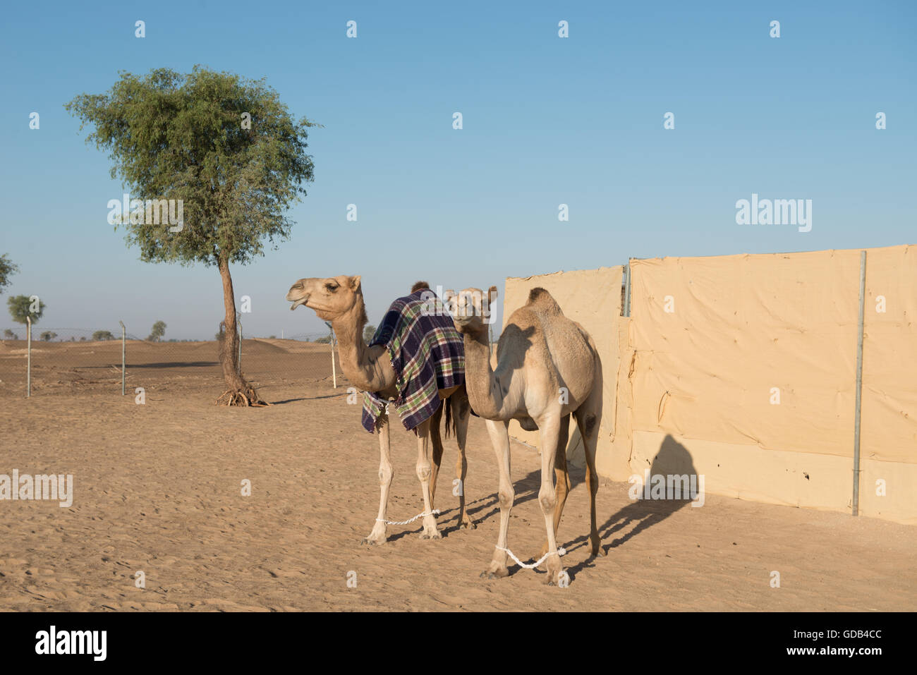 Camels in a camel farm close to Hatta border Stock Photo - Alamy