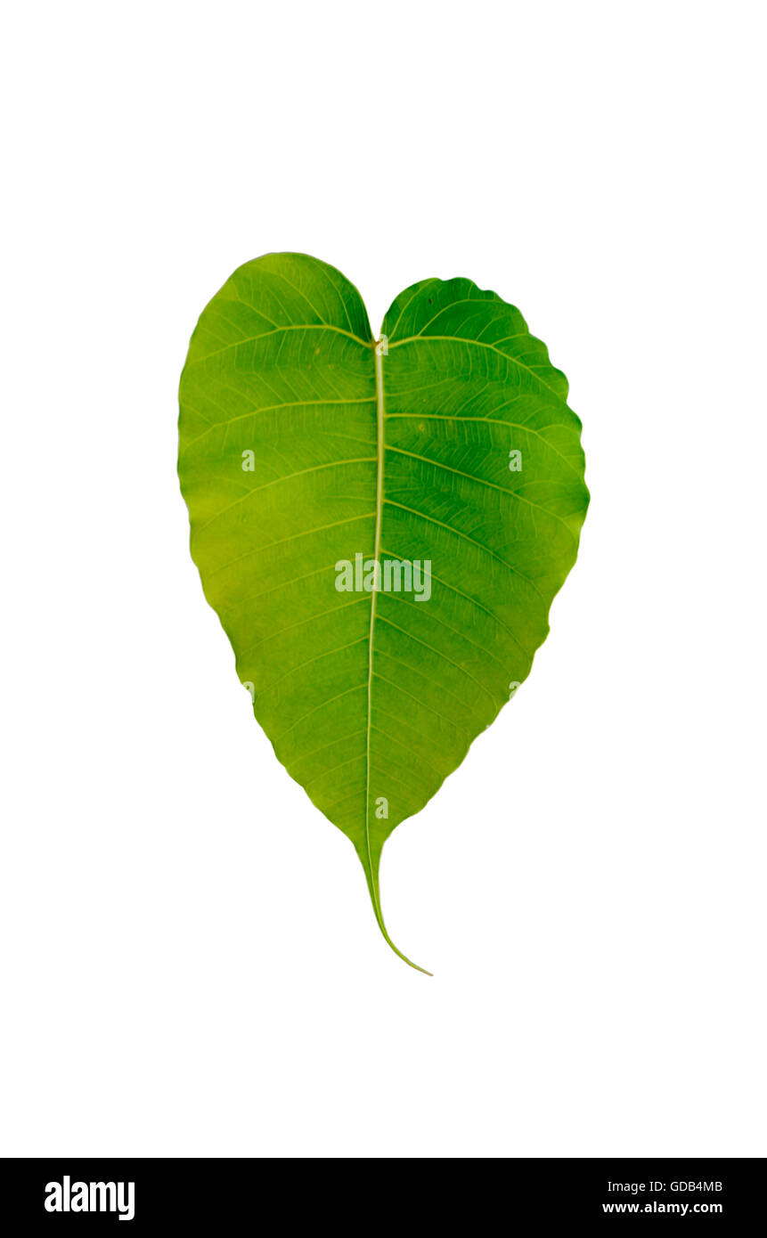 Bo image Cut Out Stock Images & Pictures - Alamy