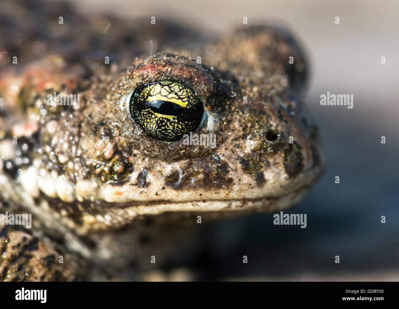 Natterjack toad (Epidalea calamita). Close up of head and eye Stock ...