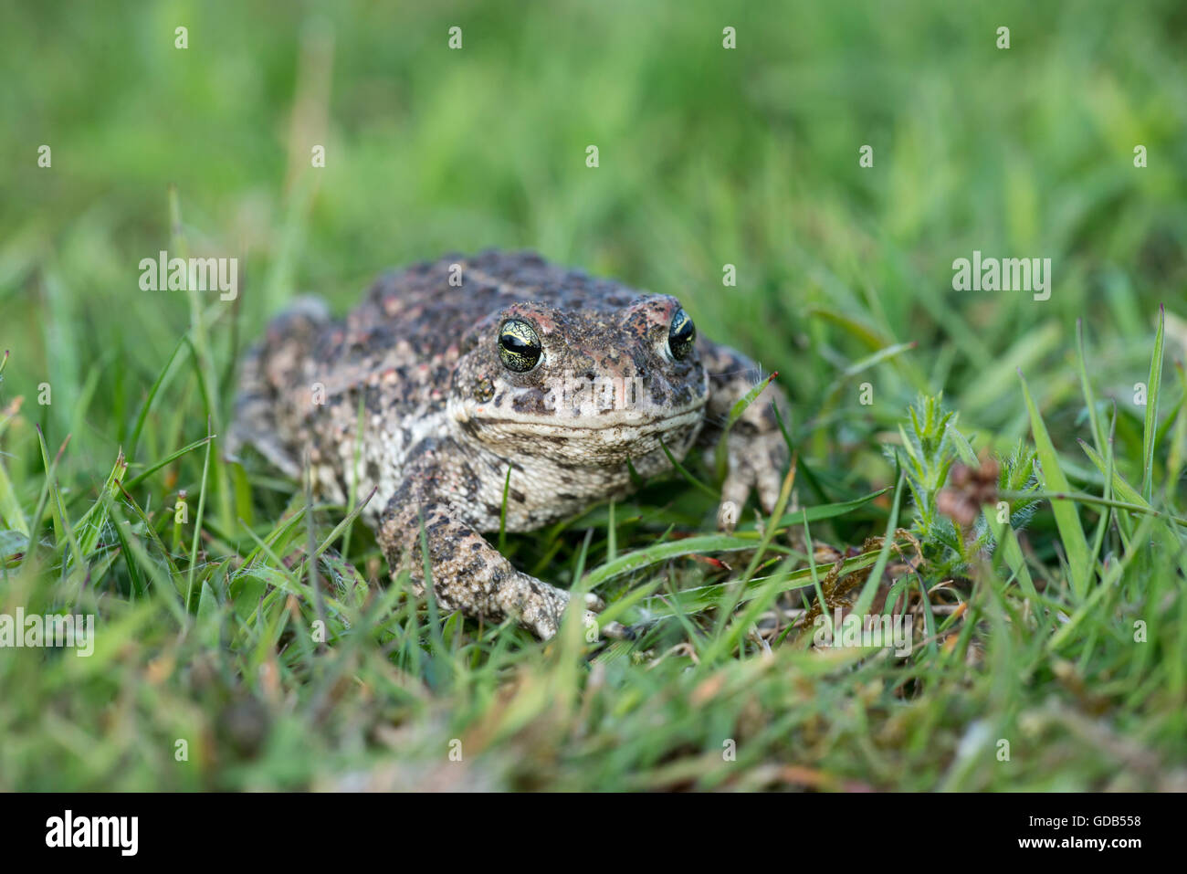 Natterjack toad british hi-res stock photography and images - Alamy