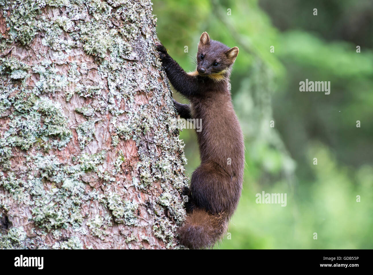 Pine marten (Martes martes) climbing tree Stock Photo - Alamy