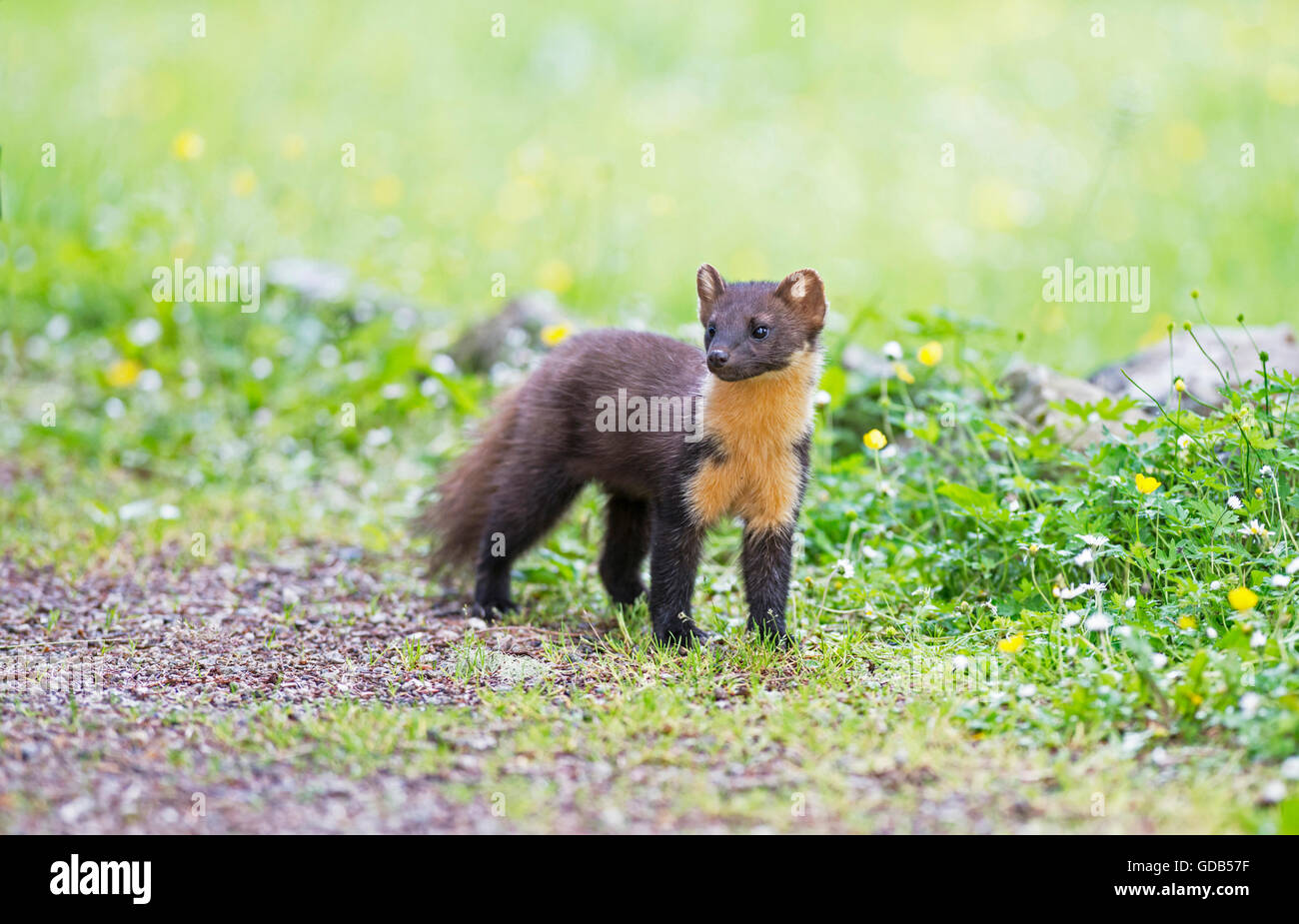 Martes martes hi-res stock photography and images - Alamy