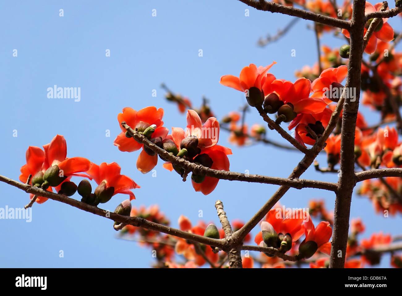 This tropical tree with the Latin name Bombax Ceiba is the flower of ...