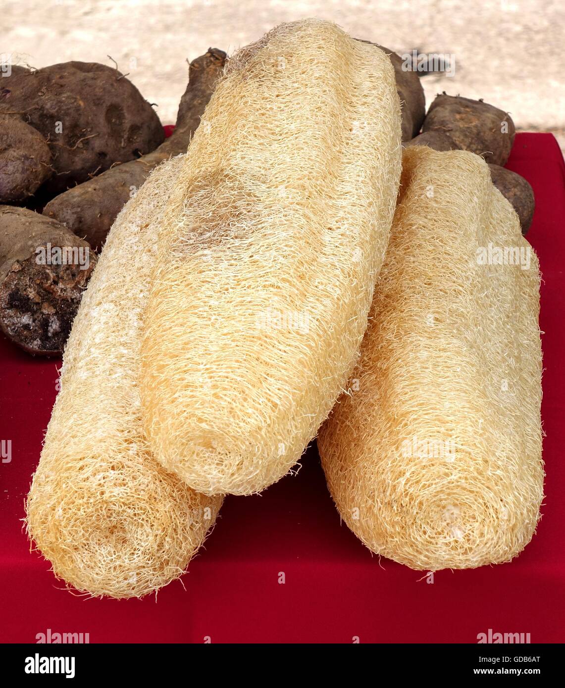 The fibrous netting of the Chinese silk gourd (Luffa acutangula) which ...