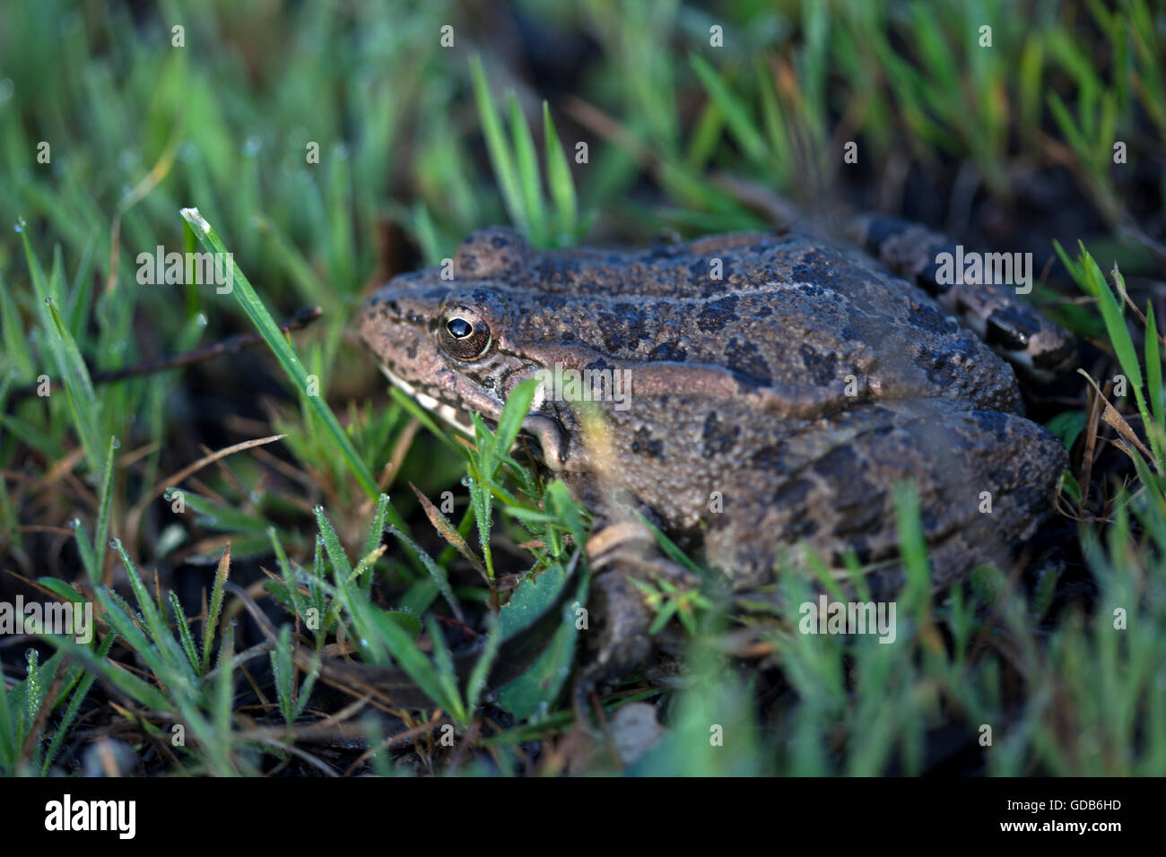 A toad in O-Live Medioambiente´s organic olive orchard in Prado del Rey ...