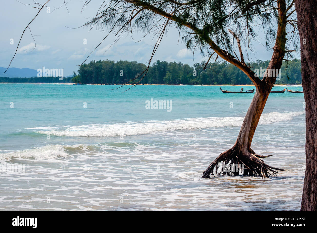 Flood tree root hi-res stock photography and images - Alamy