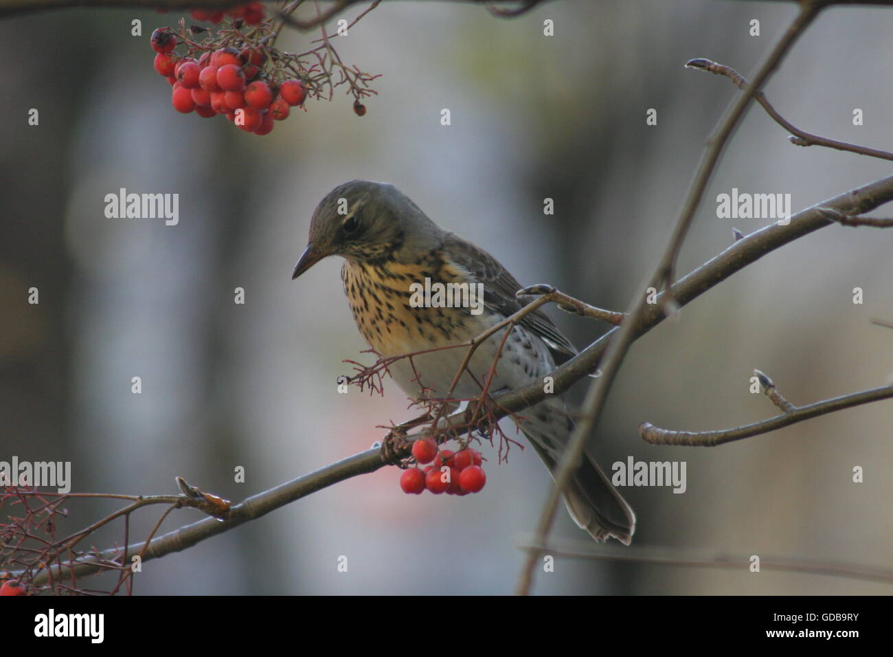 Fieldfare, turdus pilaris, fieldfare and rowan, birds, song birds Stock ...