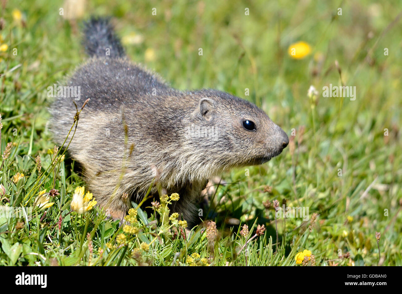 Alpine marmot in the french alps hi-res stock photography and images ...