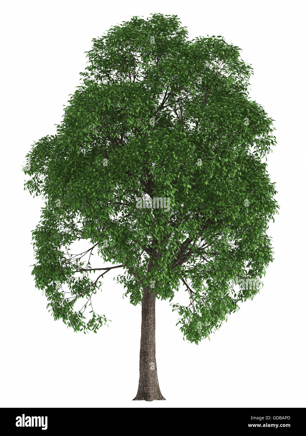 green summer tree isolated on white background. render high quality ...