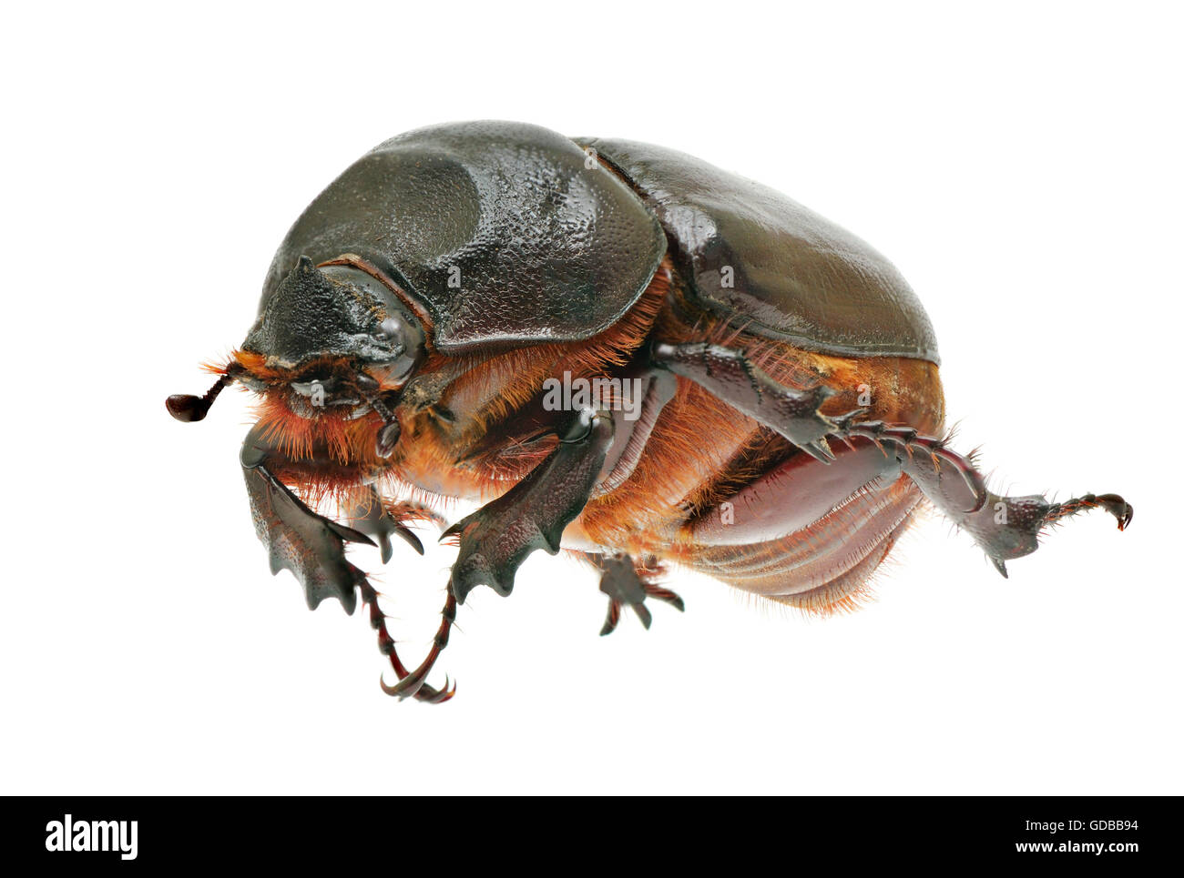 Beetle bugs hi-res stock photography and images - Alamy