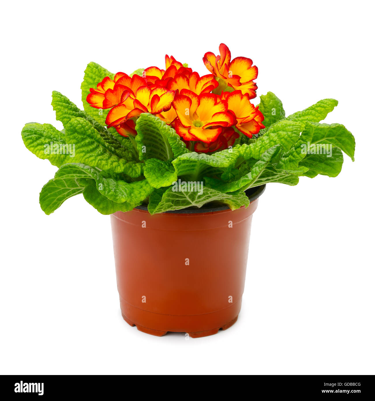 Primrose bouquet hi-res stock photography and images - Alamy