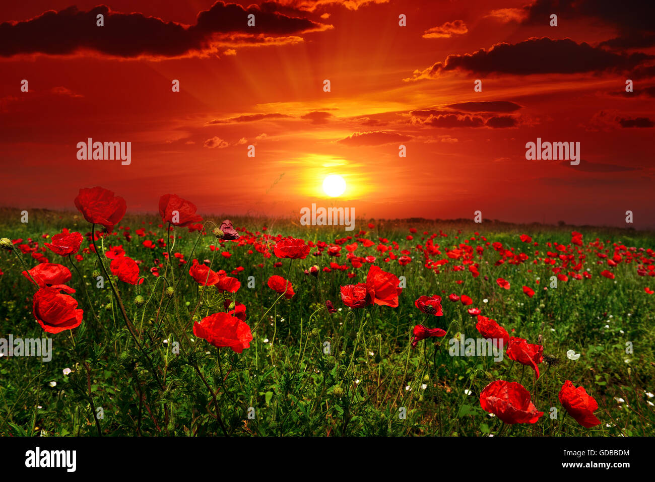 Bright sunrise in the poppy field Stock Photo - Alamy