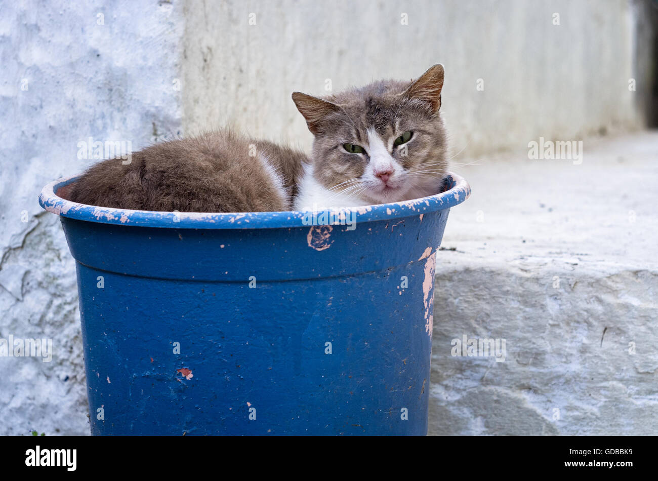 Cat in a bucket, in Fiskardo, Kefalonia island, Greece Stock Photo - Alamy