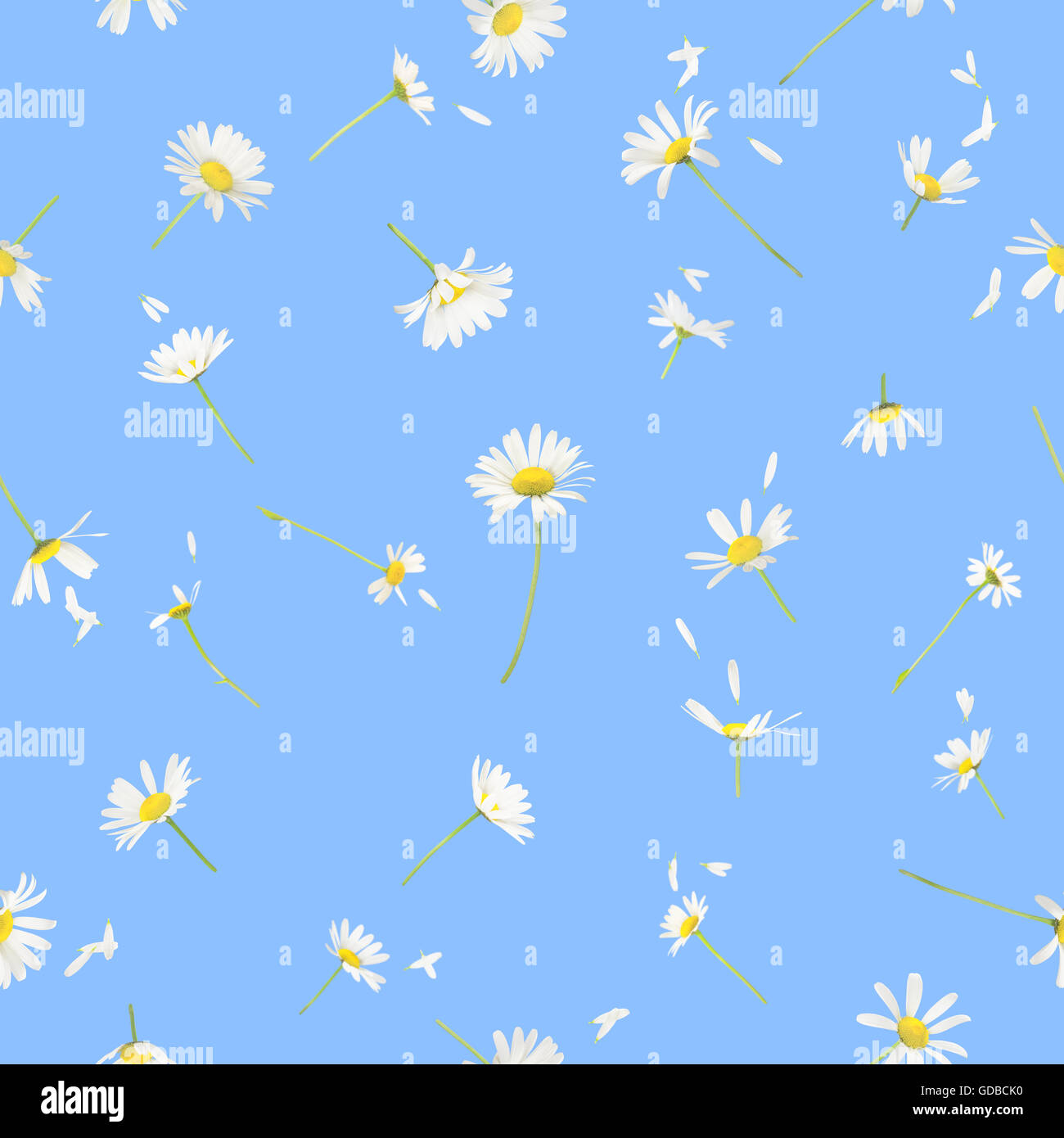 Repeatable background of 22 different studio photographed, flying daisy ...