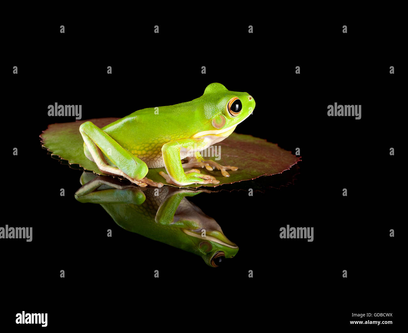 Frog Toad Green High Resolution Stock Photography and Images - Alamy
