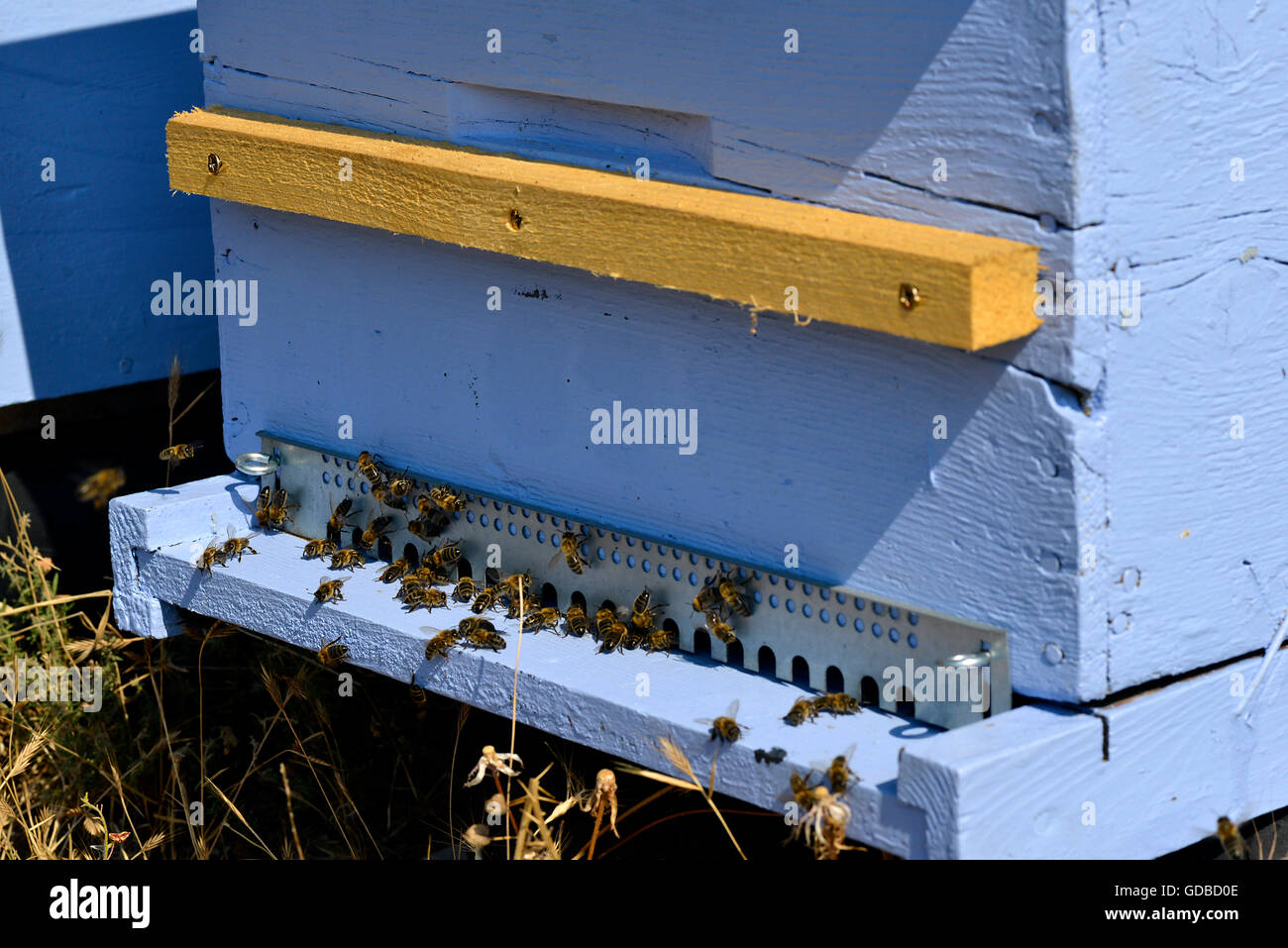 Bees at the entrance of a blue hive Stock Photo - Alamy