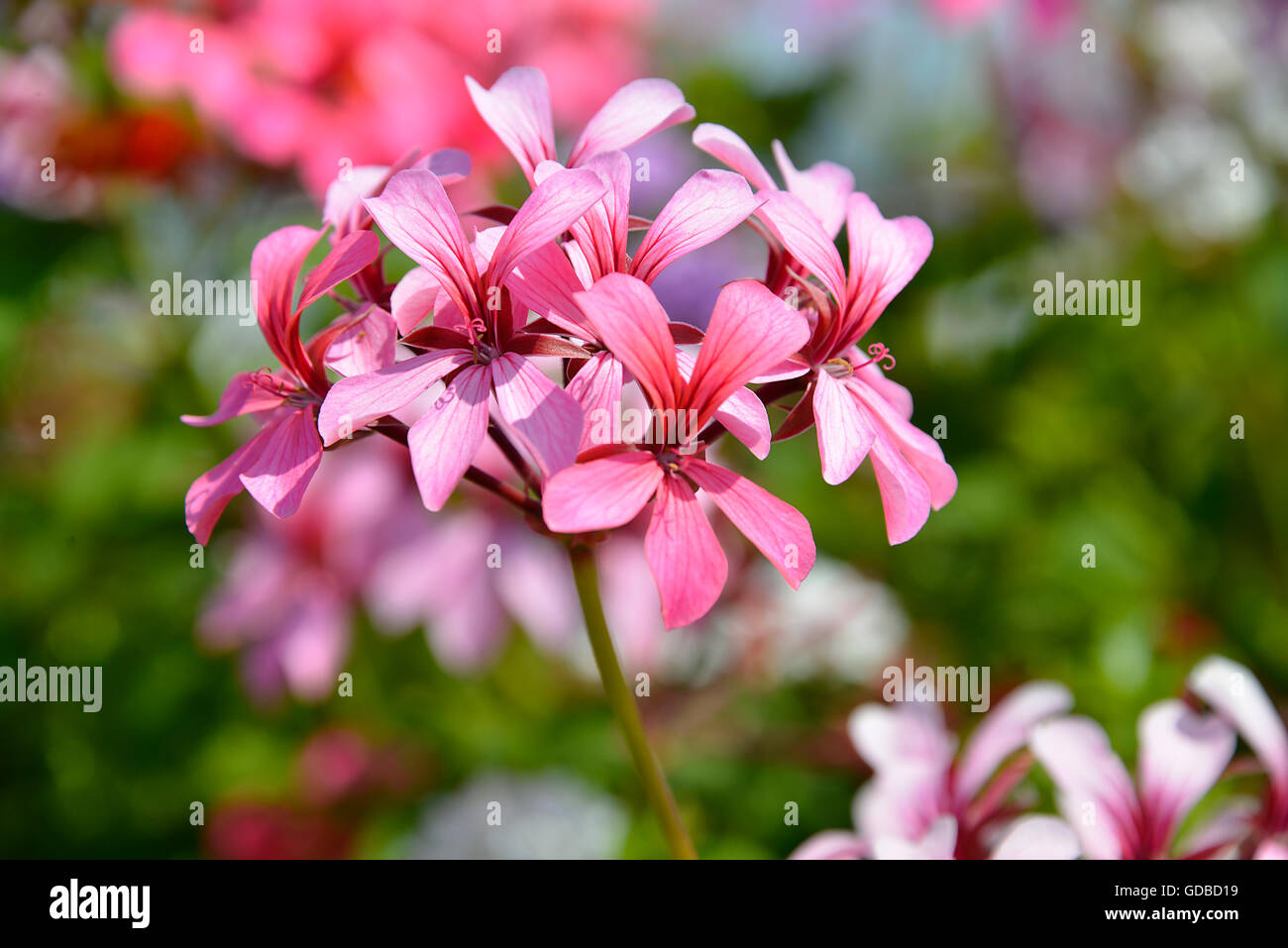 Closeup pink and red geranium flowers Stock Photo - Alamy