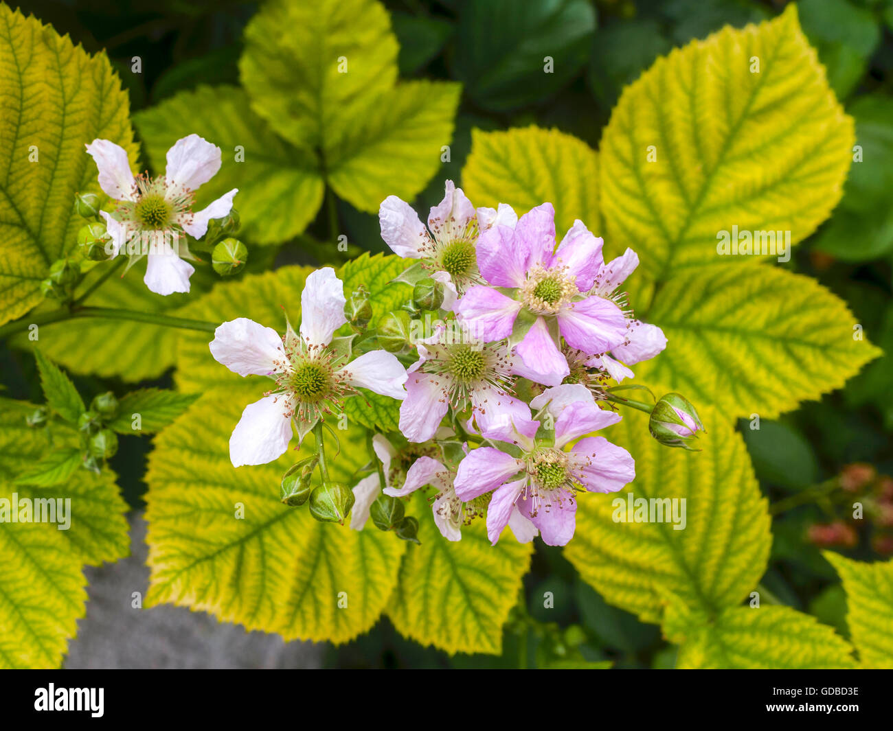 Raspberry cane hi-res stock photography and images - Alamy