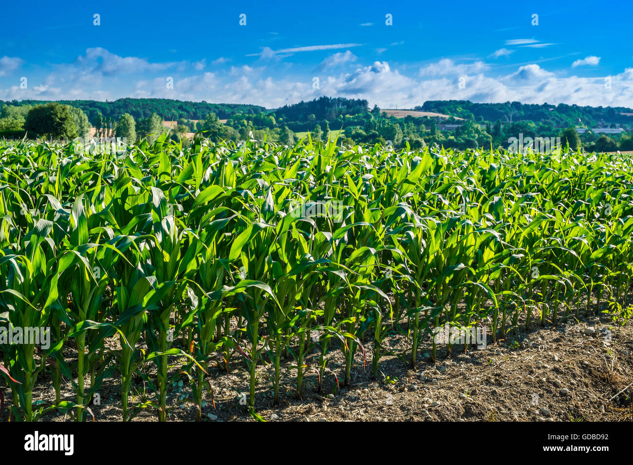 Growing sweet corn hi-res stock photography and images - Alamy