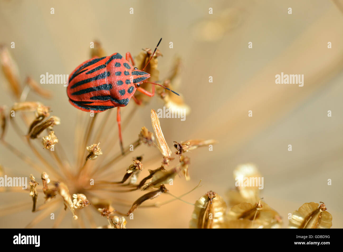 Red striped Graphosoma semipunctatum on plant Stock Photo - Alamy