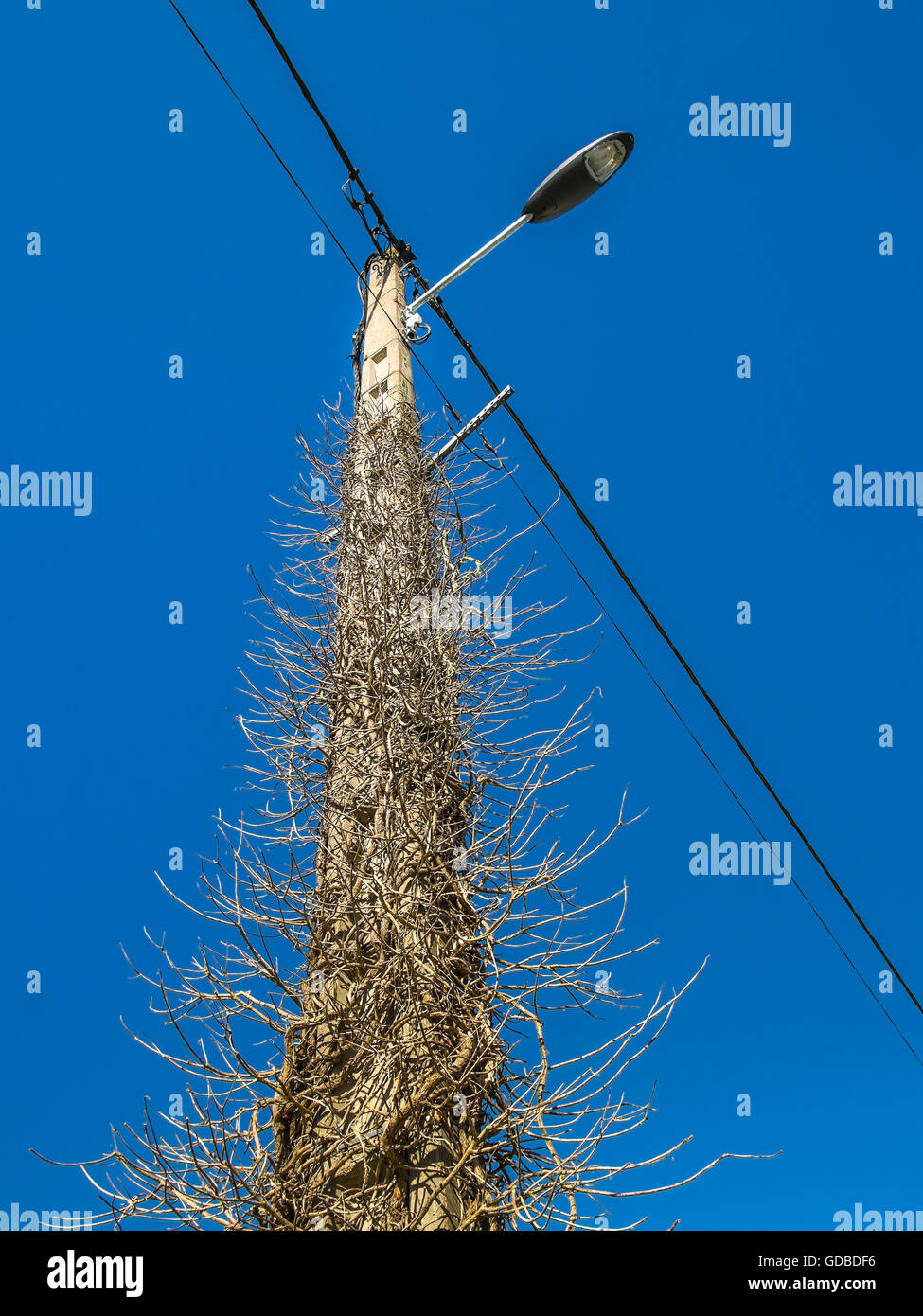Dead Creeping Ivy climbing concrete lamp post - France Stock Photo - Alamy