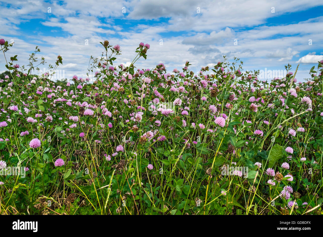 Field of flowering Alfalfa / Lucerne / Medicago sativa - France Stock ...