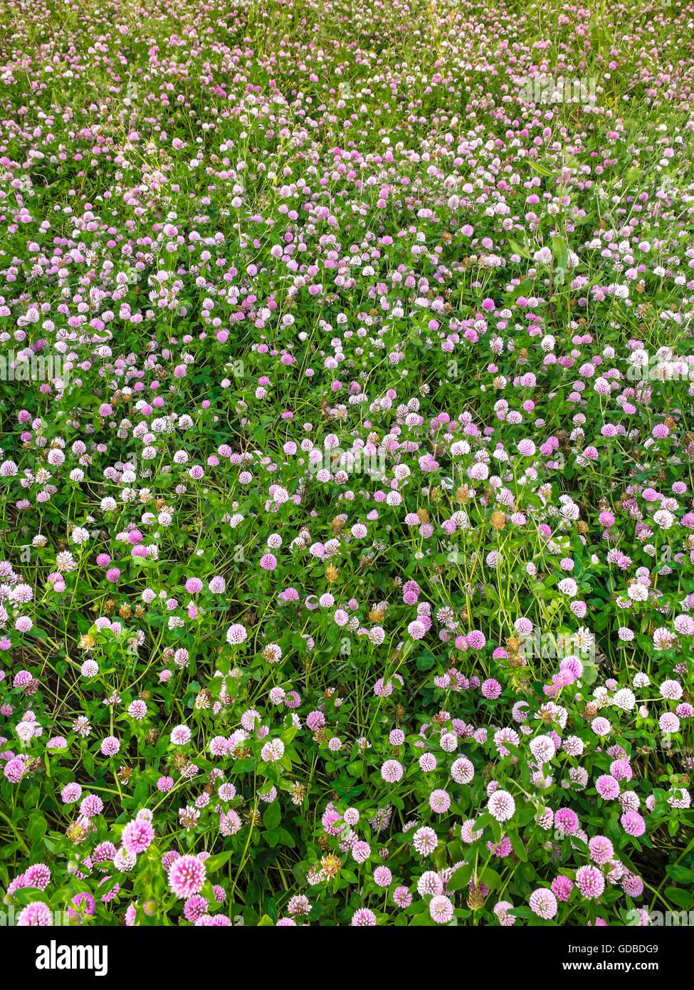 Field of flowering Alfalfa / Lucerne / Medicago sativa - France Stock ...