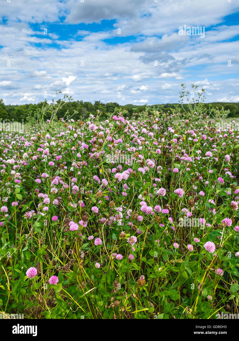 Field of flowering Alfalfa / Lucerne / Medicago sativa - France Stock ...