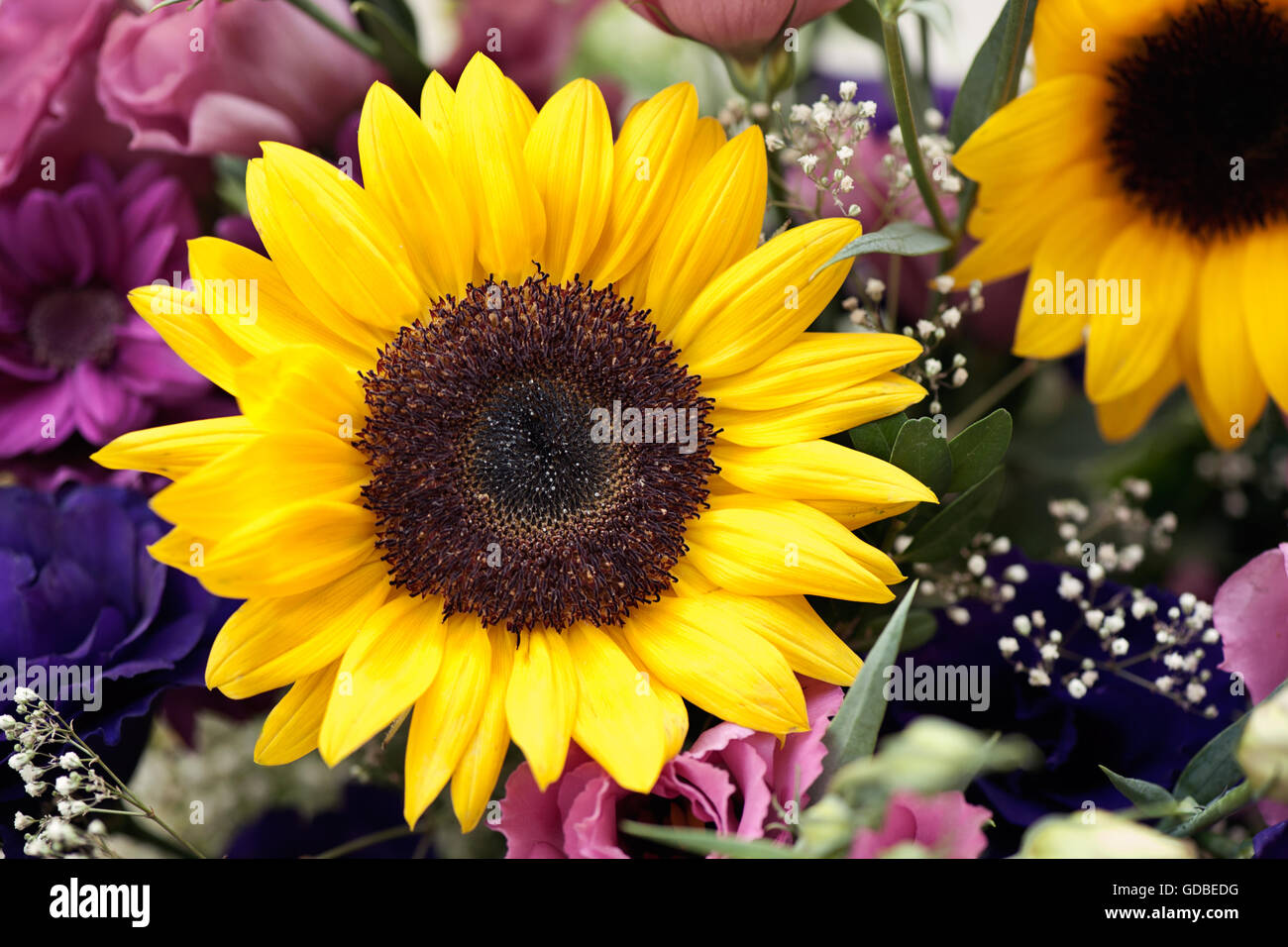 Close up photo of sunflower Stock Photo - Alamy