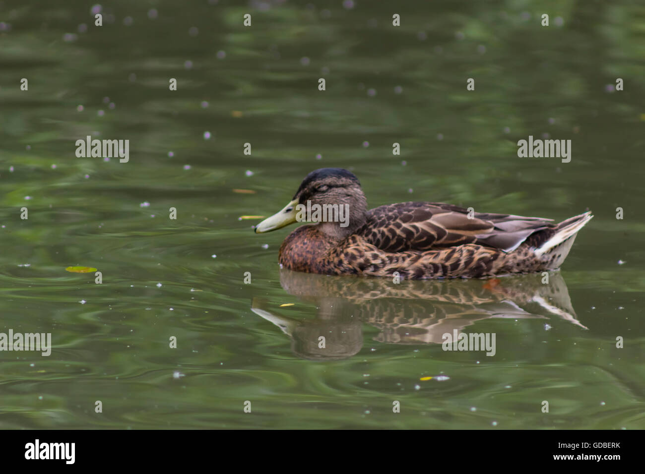 A mallard hen swimming in a pond. Shallow depth of field Stock Photo ...