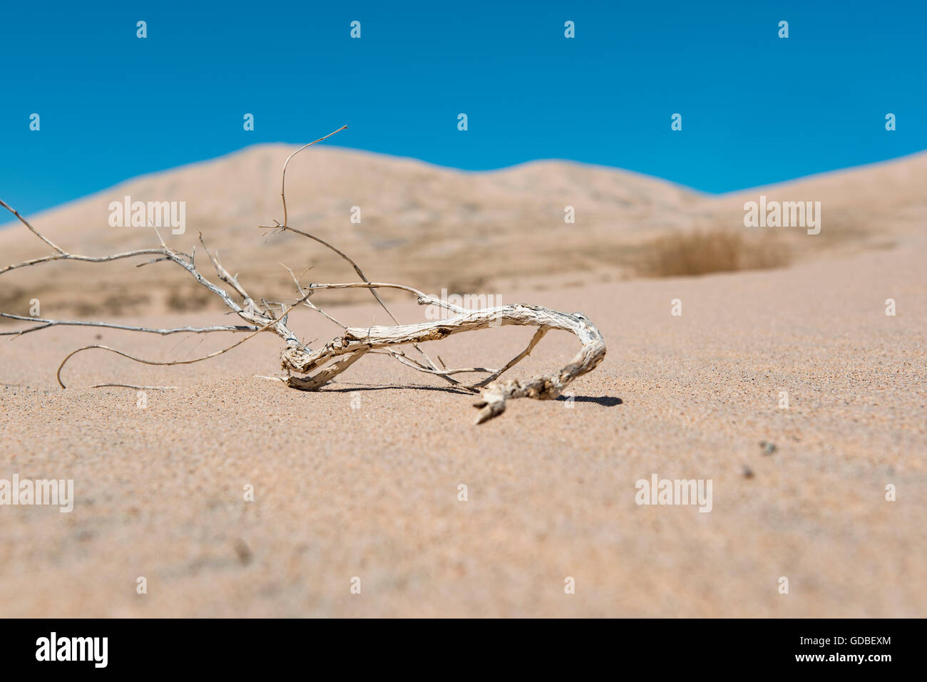 Dead branch in desert Stock Photo - Alamy