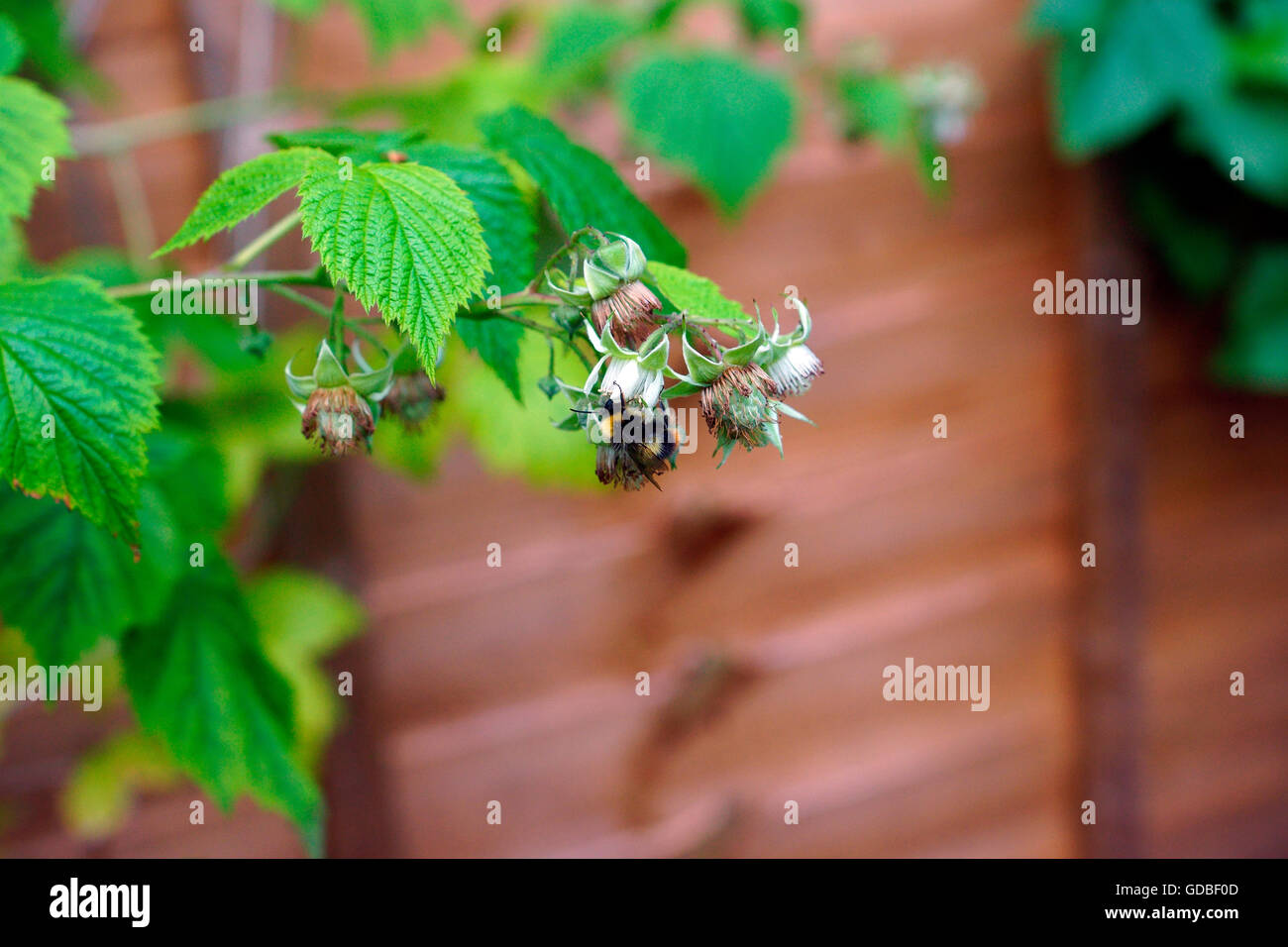 BEE IN FLOWER ON RASPBERRY BUSH Stock Photo - Alamy