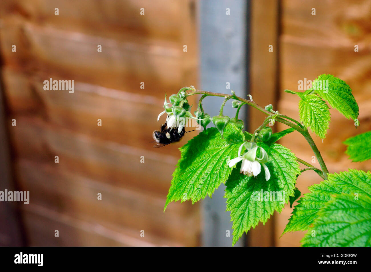 Rose bush roots hi-res stock photography and images - Alamy
