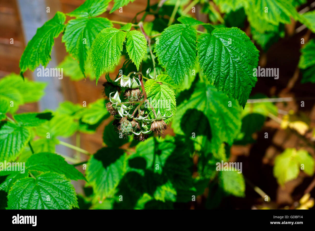 Raspberry cultivars hi-res stock photography and images - Alamy