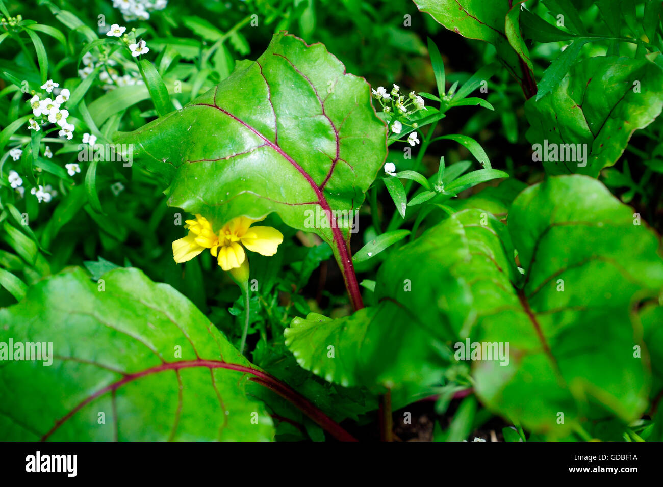 Beetroot Plant Flower