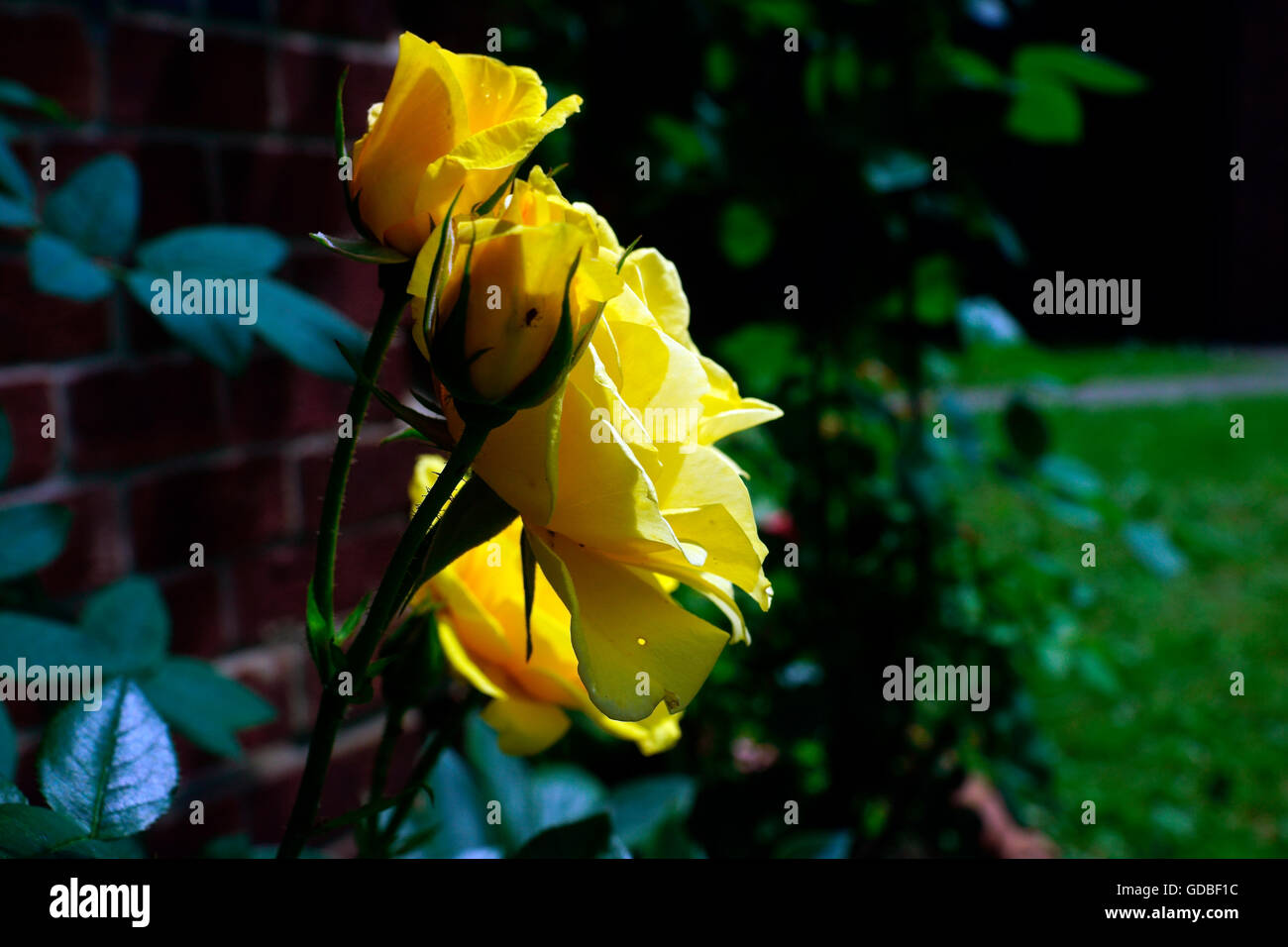 YELLOW ROSE'S SIDE ON Stock Photo - Alamy