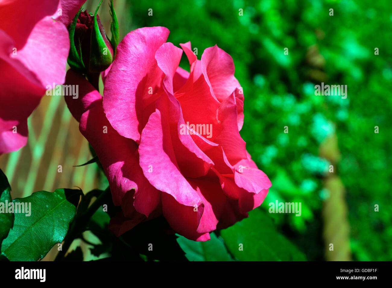 RED ROSE ON SIDE VIEW Stock Photo - Alamy