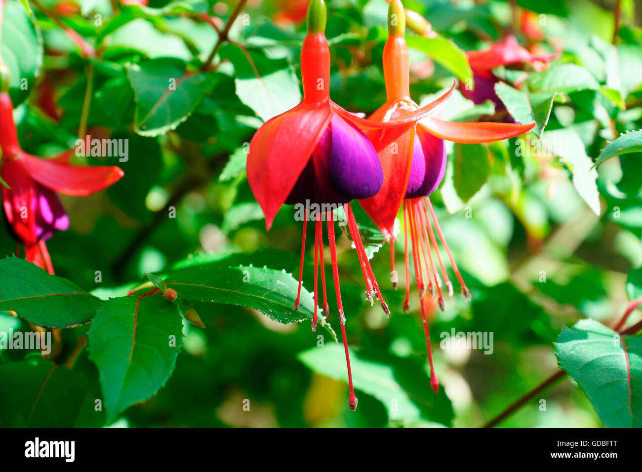 FUCHSIA'S IN THE SUN Stock Photo - Alamy