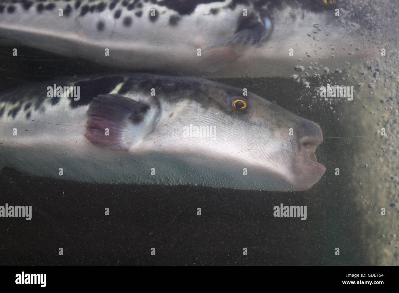 Japanese fugu, very poisonous pufferfish, in a tank in Tokyo Stock ...