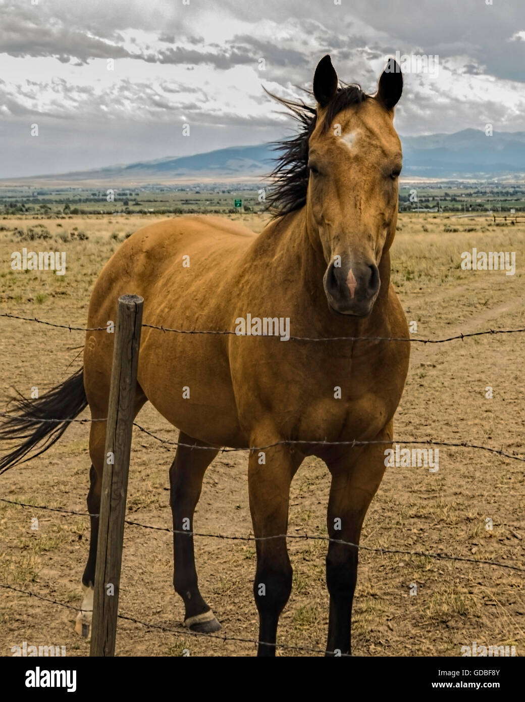 Single Horse in Full View Stock Photo - Alamy