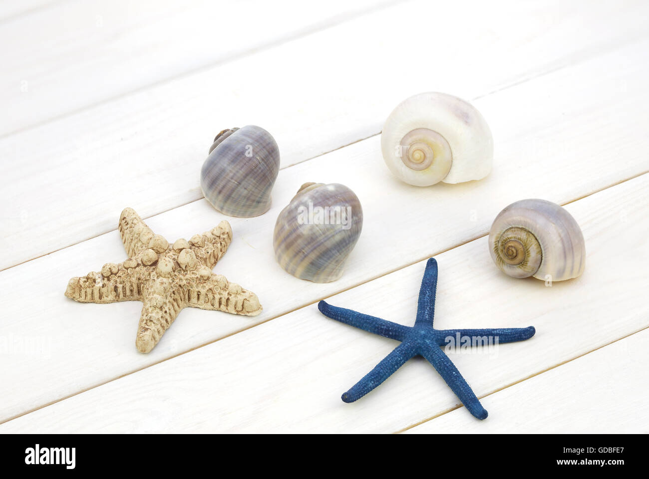 Star snail shell hi-res stock photography and images - Alamy
