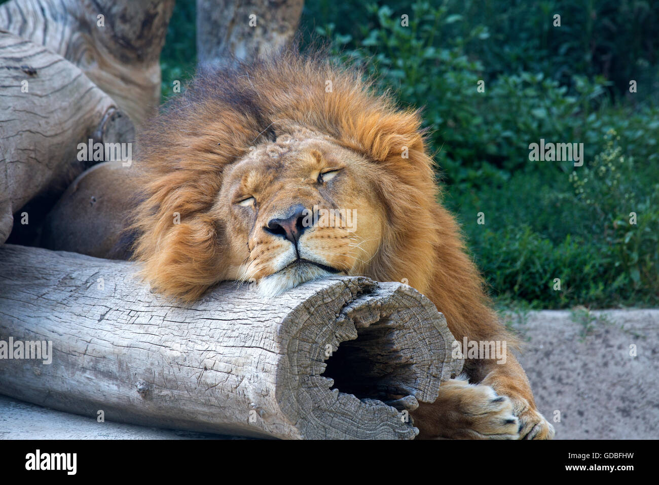 Lion sleeping hi-res stock photography and images - Alamy