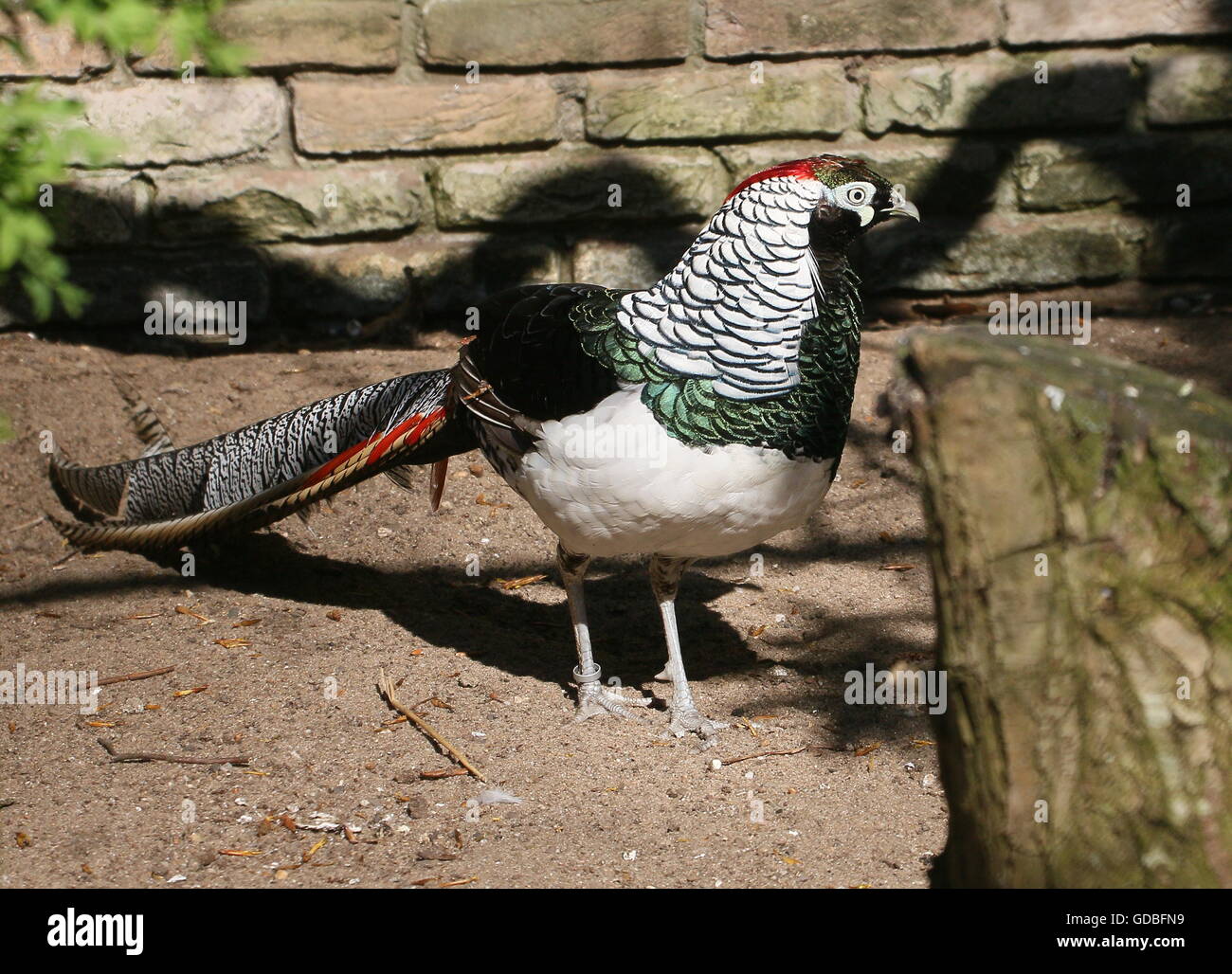 Male Asian Lady Amherst's pheasant (Chrysolophus amherstiae Stock Photo ...