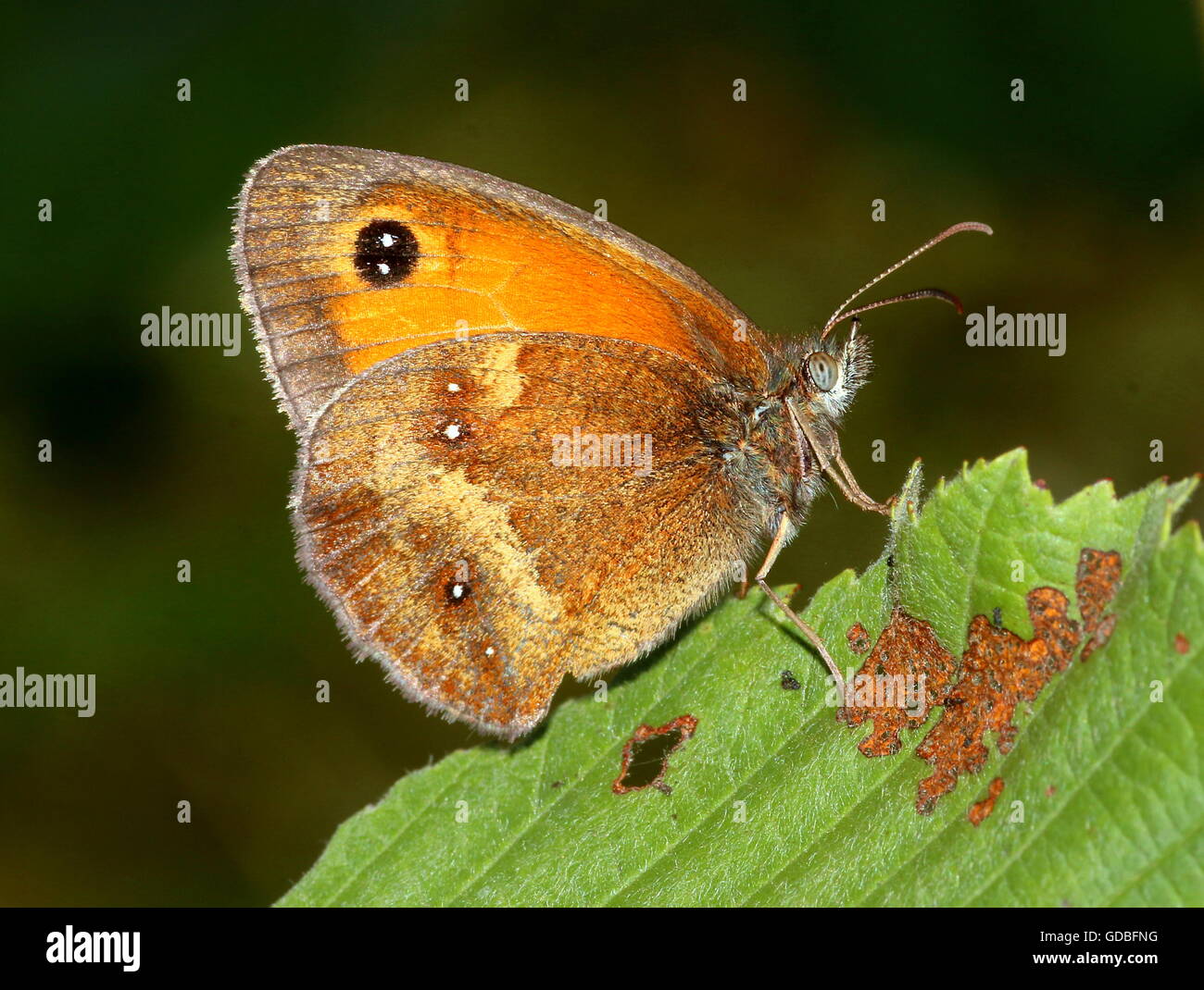 European Gatekeeper or Hedge Brown butterfly (Pyronia tithonus Stock ...