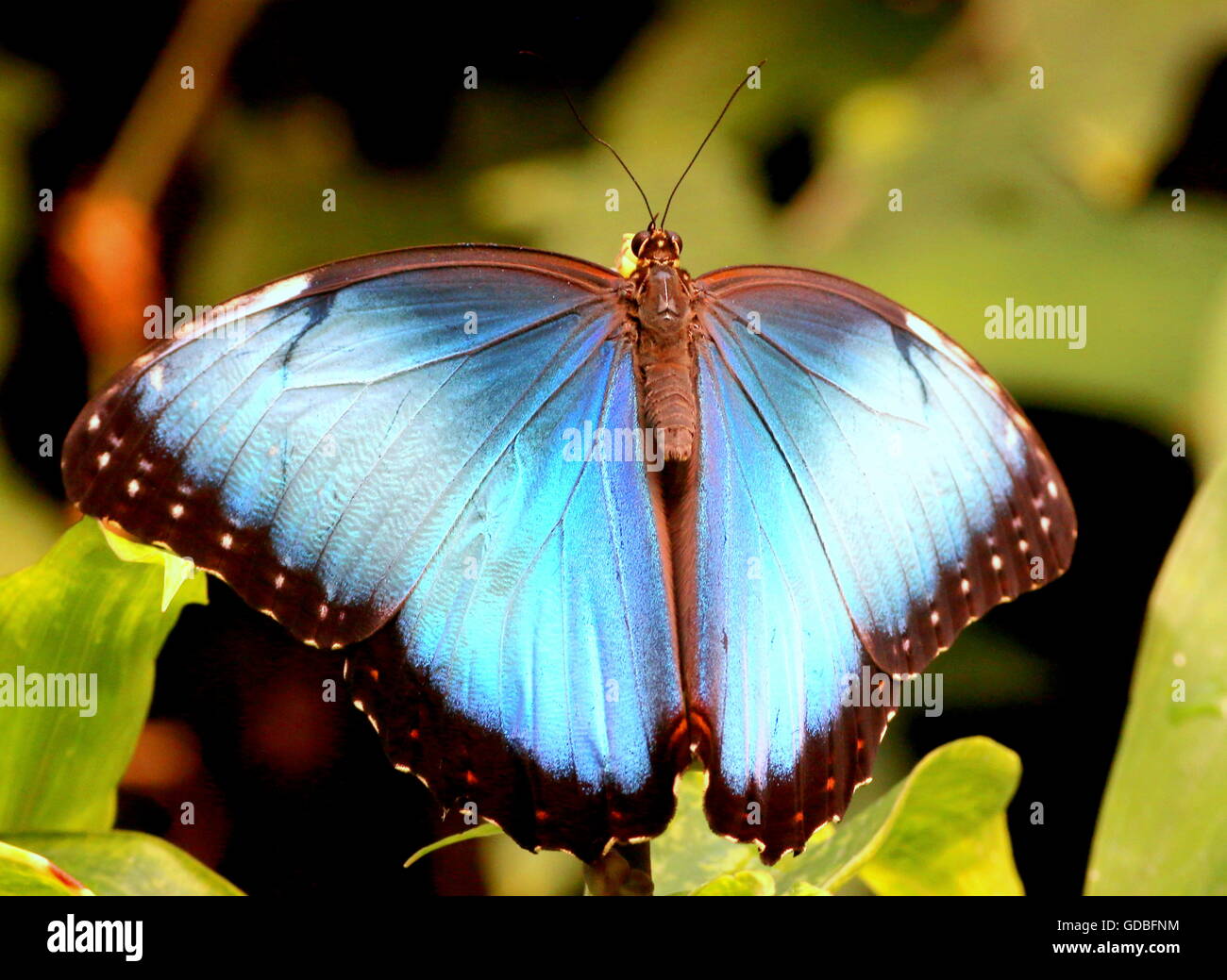 Iridescence papillon morpho bleu hi-res stock photography and images ...