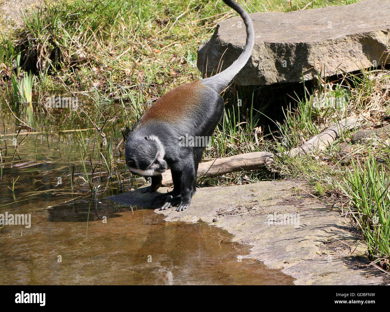 Male Central African L'Hoest's monkey (Cercopithecus lhoesti) drinking ...
