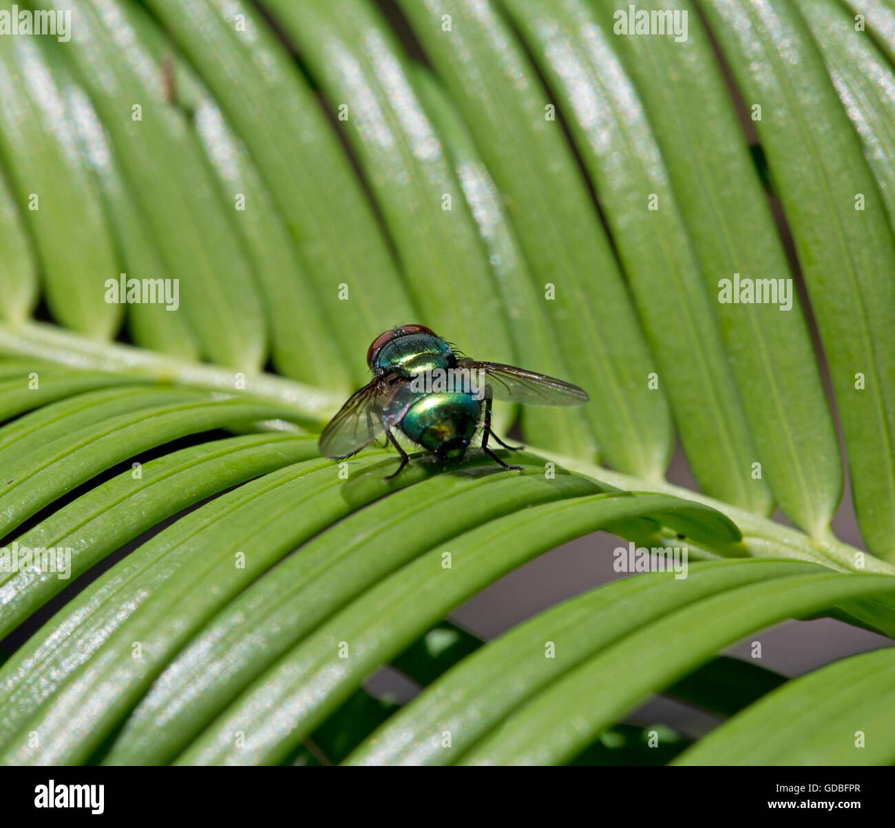 Common bottle fly hi-res stock photography and images - Alamy