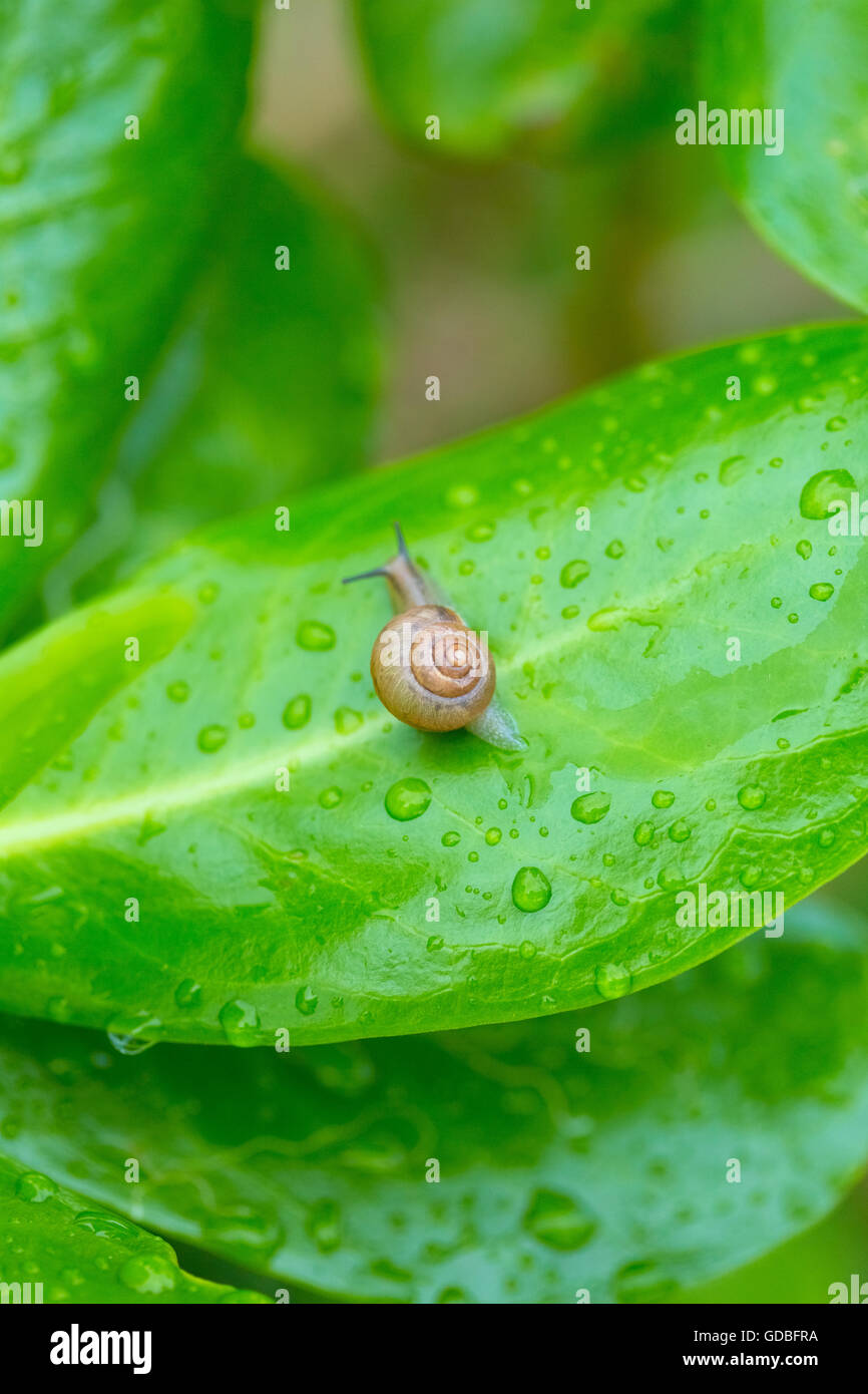 Snail moving across a wet leaf Stock Photo - Alamy